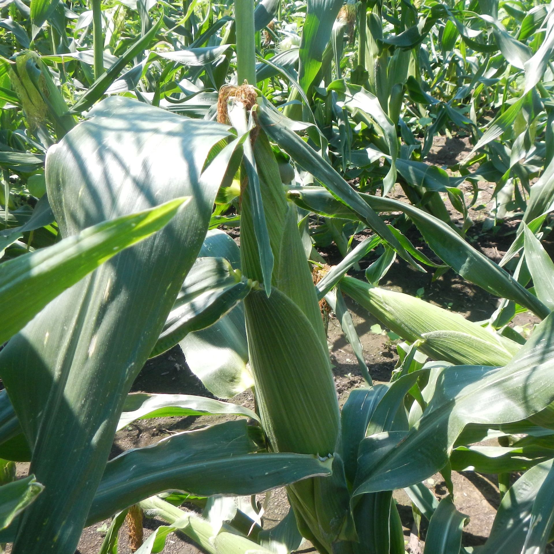 Hoffman Produce Farms