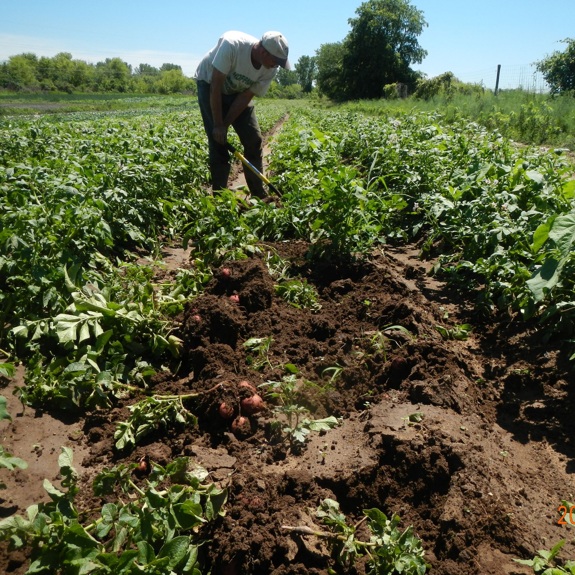 Hoffman Produce Farms
